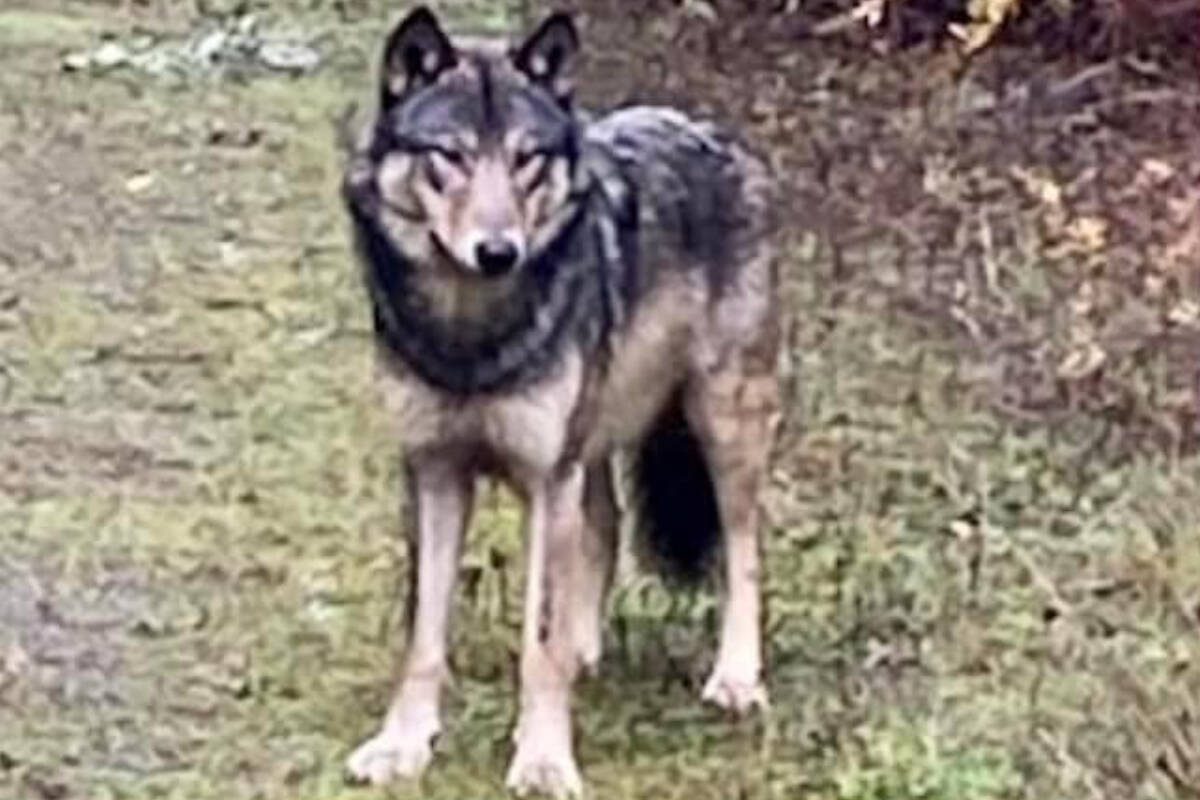 Roaming Vancouver Island wolf-dog WD40 continues to evade capture ...