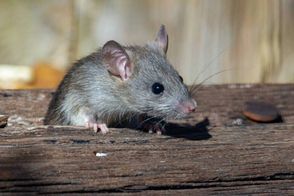 Vancouver Islanders asking province to ban rodent glue traps | Cowichan ...